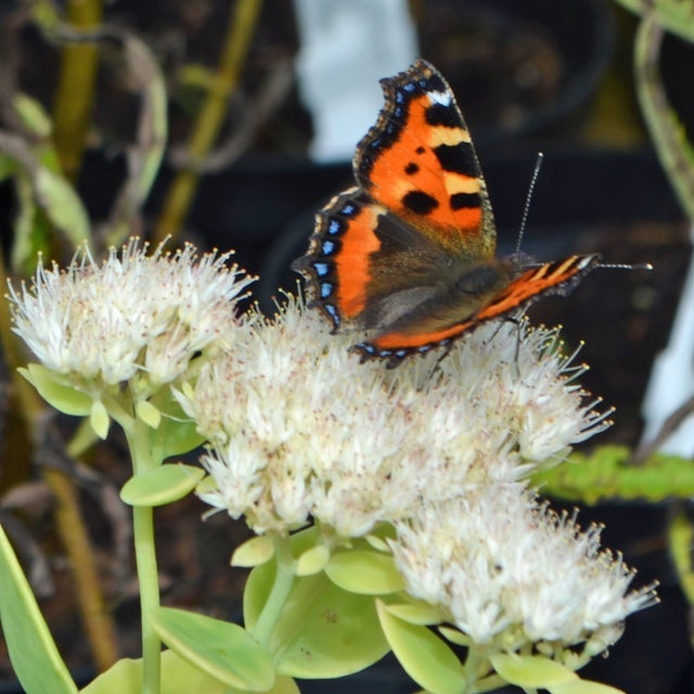 All plants listed here are RHS approved good for pollinators | Marwood ...
